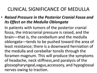 DETAILED ANATOMY OF THE MEDULLA | PPTX