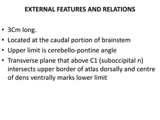 DETAILED ANATOMY OF THE MEDULLA | PPTX