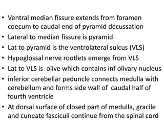 DETAILED ANATOMY OF THE MEDULLA | PPTX