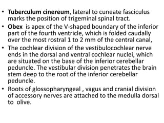 DETAILED ANATOMY OF THE MEDULLA | PPTX
