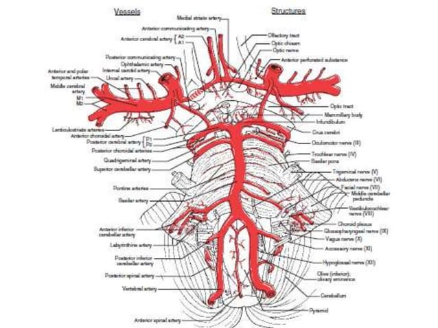 DETAILED ANATOMY OF THE MEDULLA | PPTX | Brain and Nervous System ...