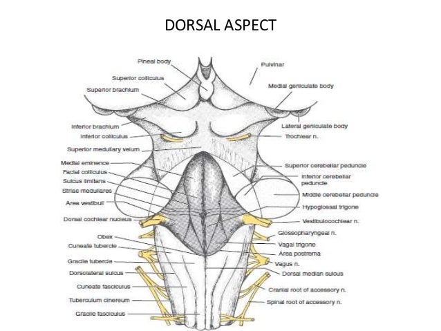 DETAILED ANATOMY OF THE MEDULLA
