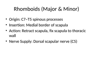 detailed_back_muscles_anatomy and muscle actions with nerve supply.pptx
