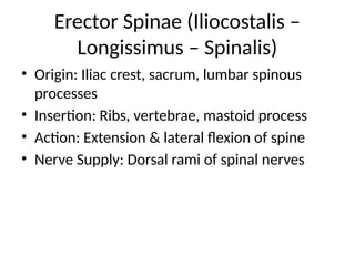 detailed_back_muscles_anatomy and muscle actions with nerve supply.pptx
