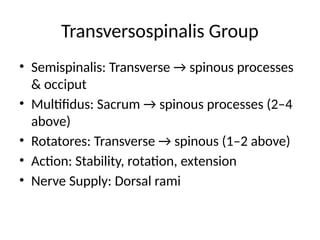 detailed_back_muscles_anatomy and muscle actions with nerve supply.pptx