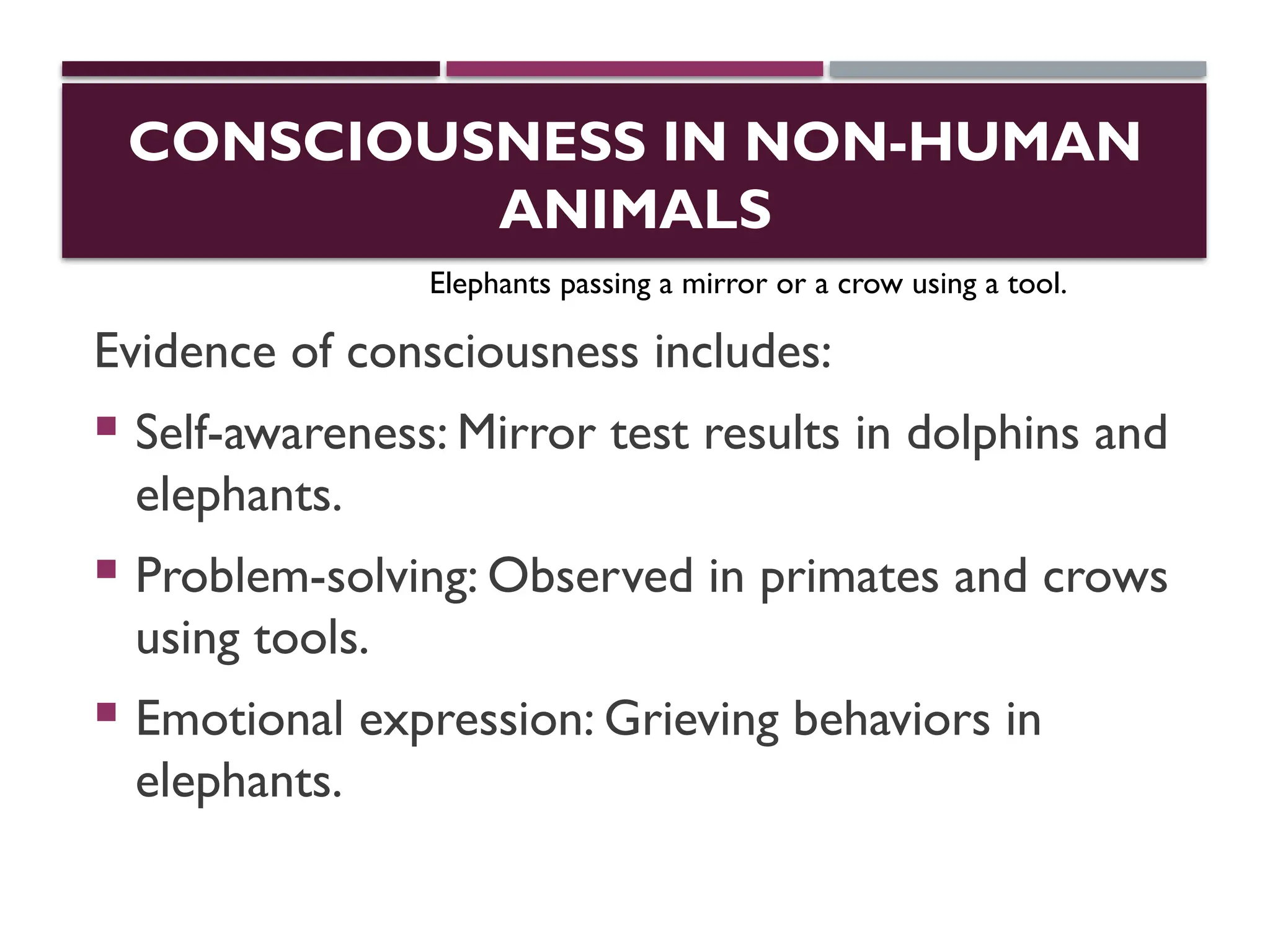 Detailed_Consciousness_and_Behavior_Presentation.pptx