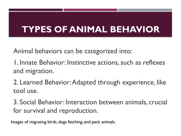 Detailed_Consciousness_and_Behavior_Presentation.pptx