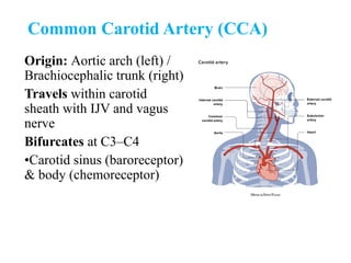 Detailed_Head_Neck_Vessels_Lecture.pptx for major blood vessels | PPTX