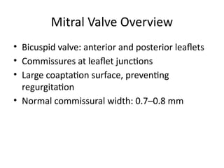 Detailed_Mitral_Valve_Anatomy_Presentation.pptx