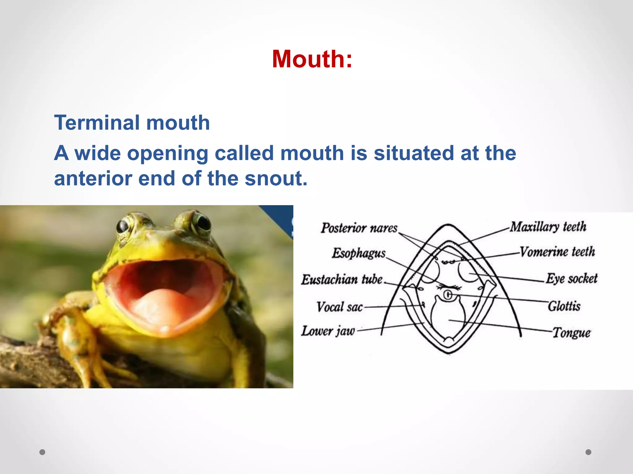 Detailed study of frog (rana tigrina) | PPTX