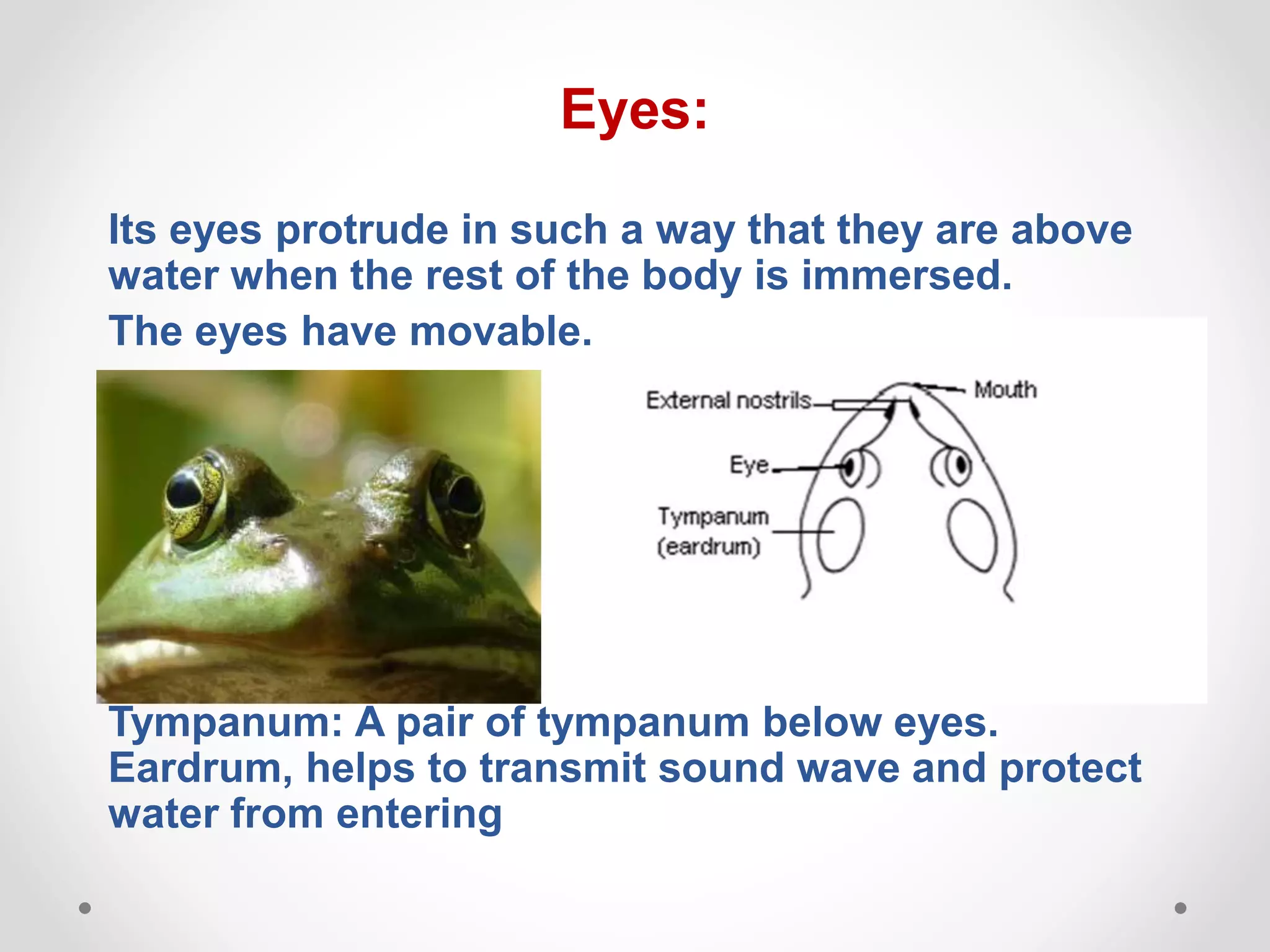 Detailed study of frog (rana tigrina) | PPTX