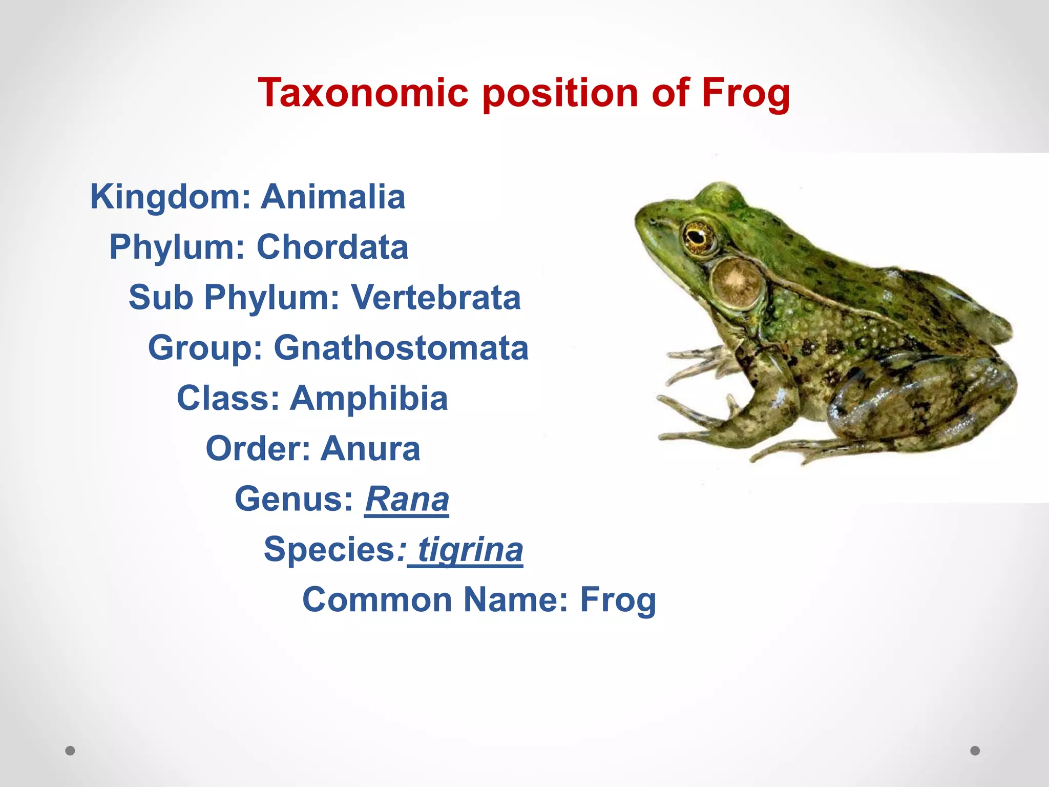 Detailed study of frog (rana tigrina) | PPTX