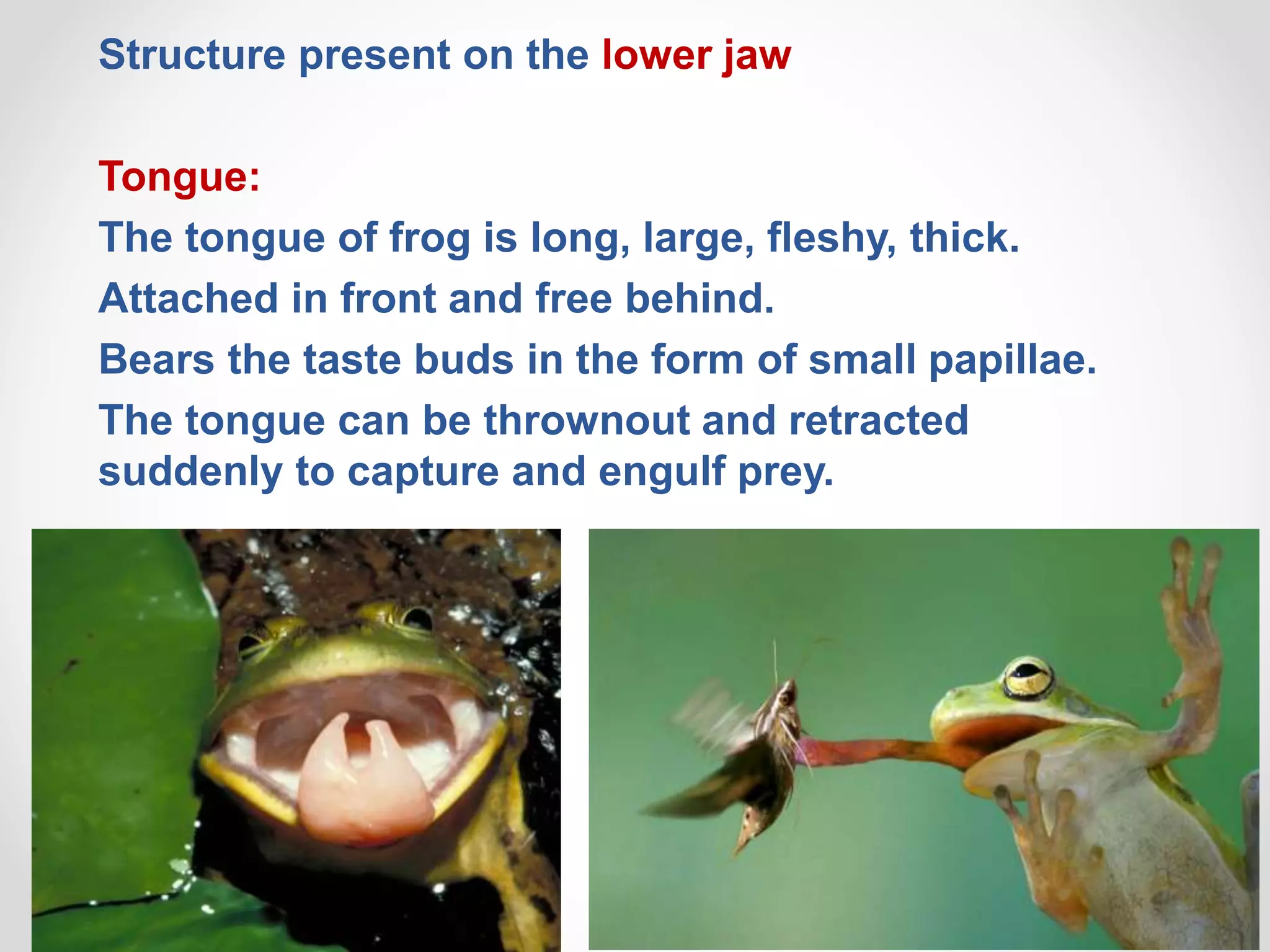Detailed study of frog (rana tigrina) | PPTX | Ear, Nose and Throat ...