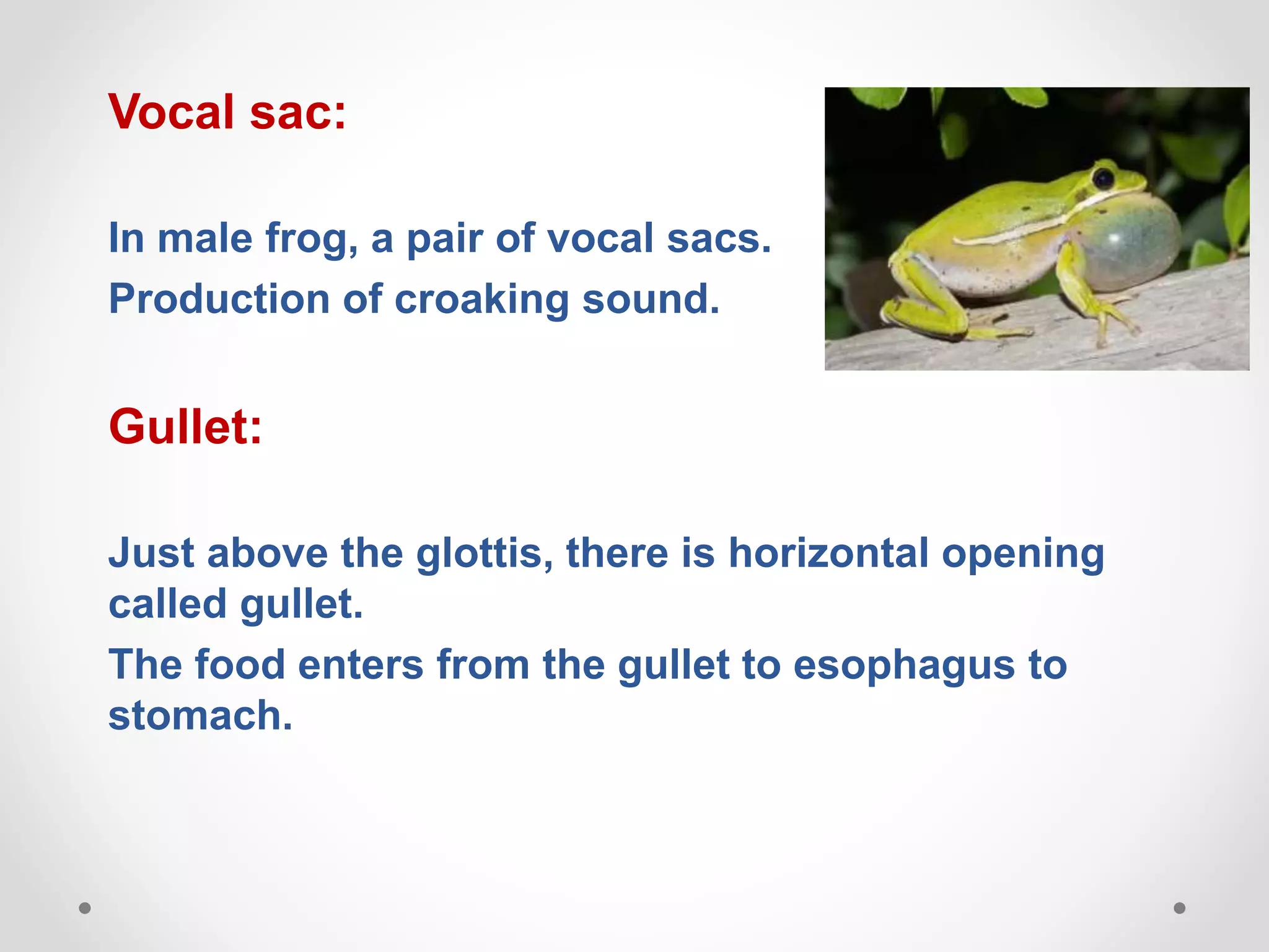 Detailed study of frog (rana tigrina) | PPTX