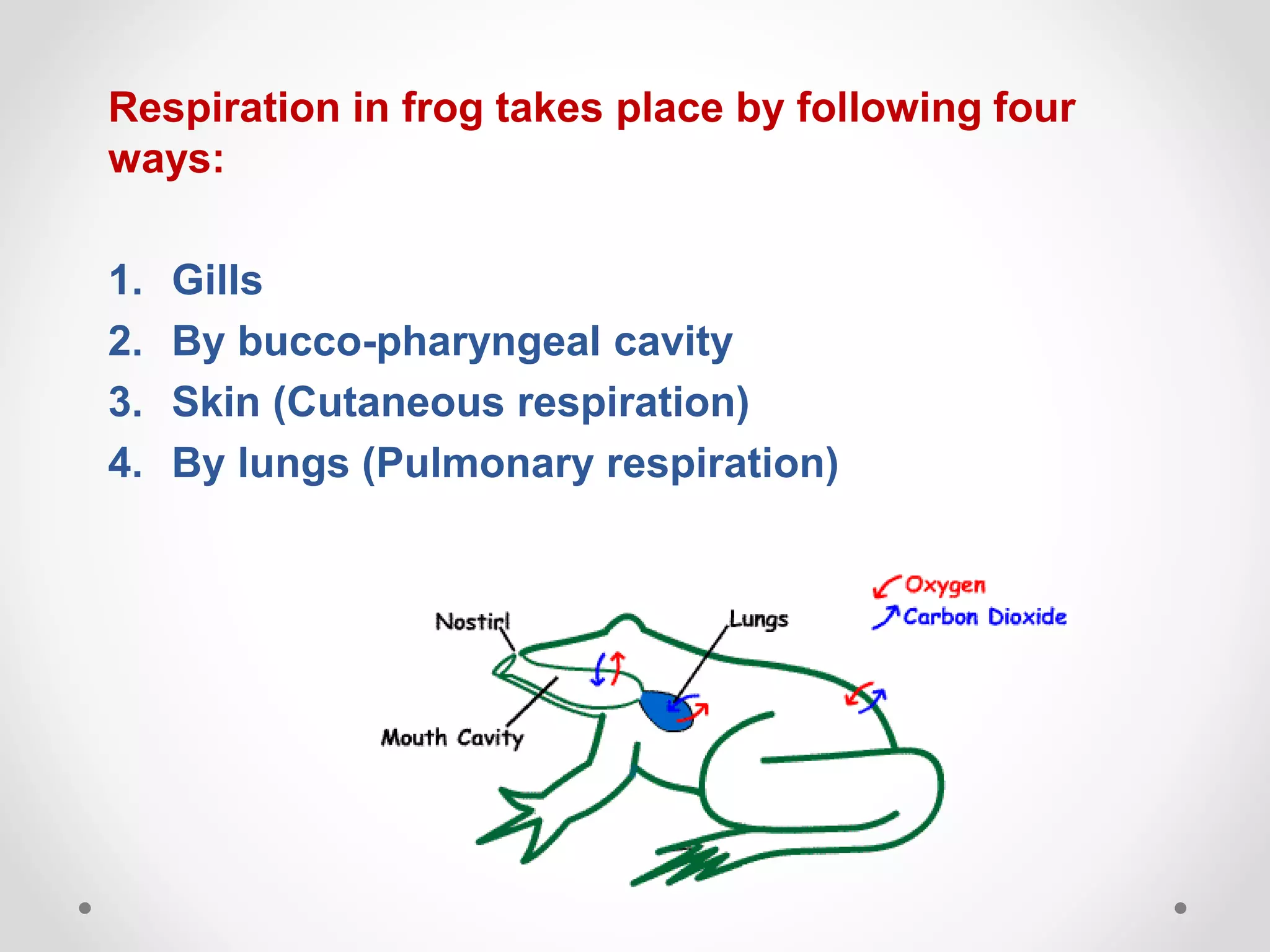 Detailed study of frog (rana tigrina) | PPTX