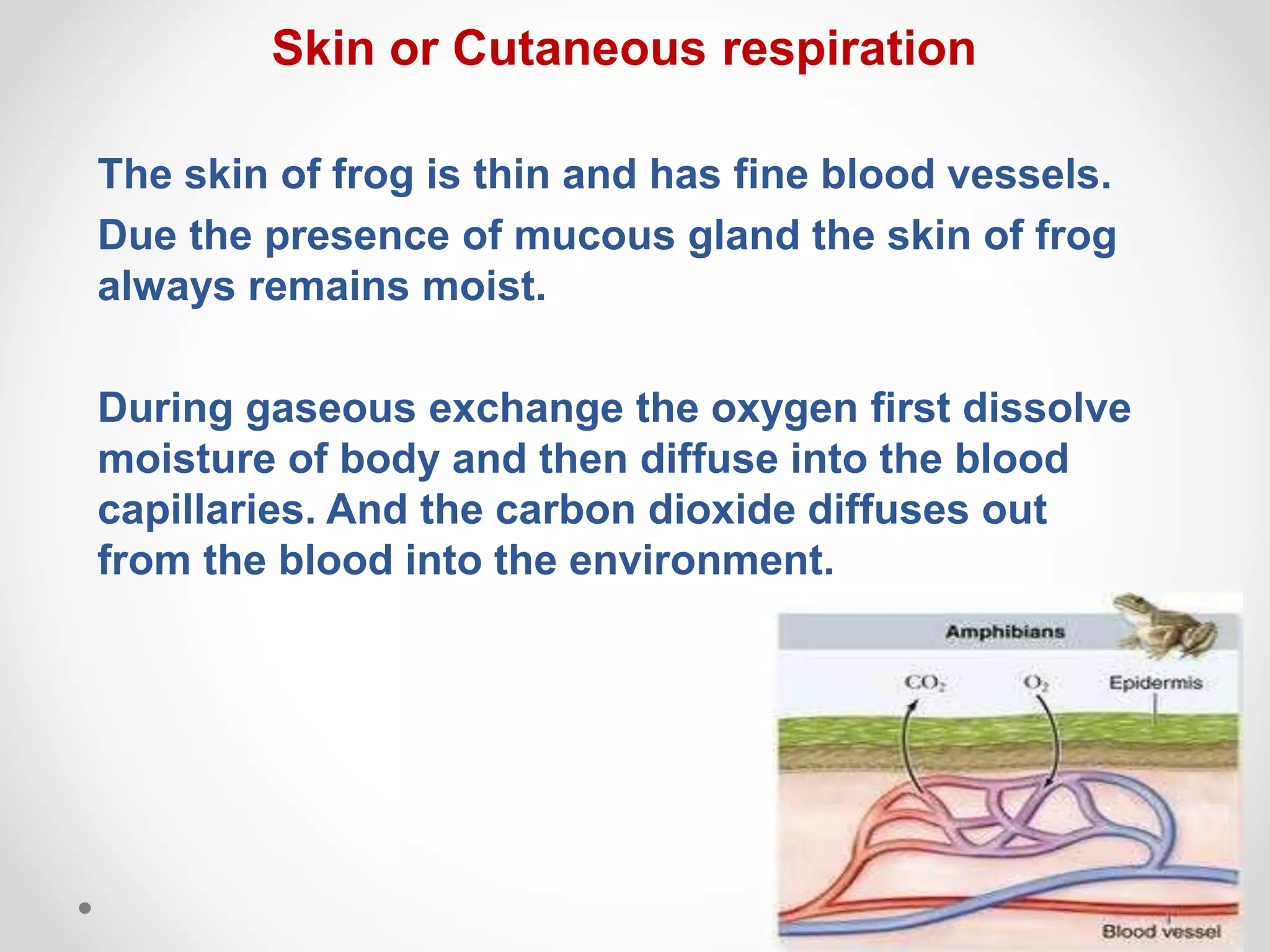 Detailed study of frog (rana tigrina) | PPTX