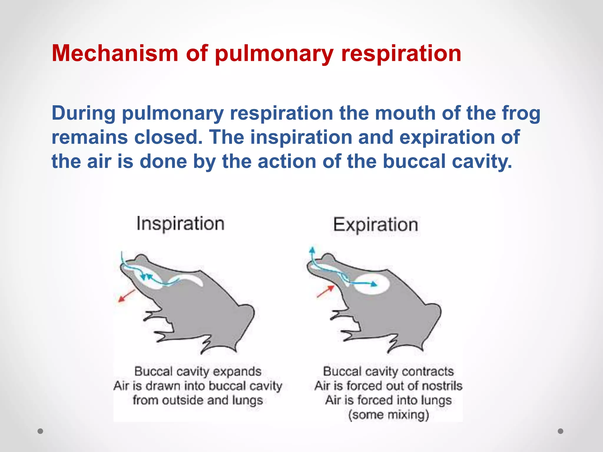 Detailed study of frog (rana tigrina) | PPTX