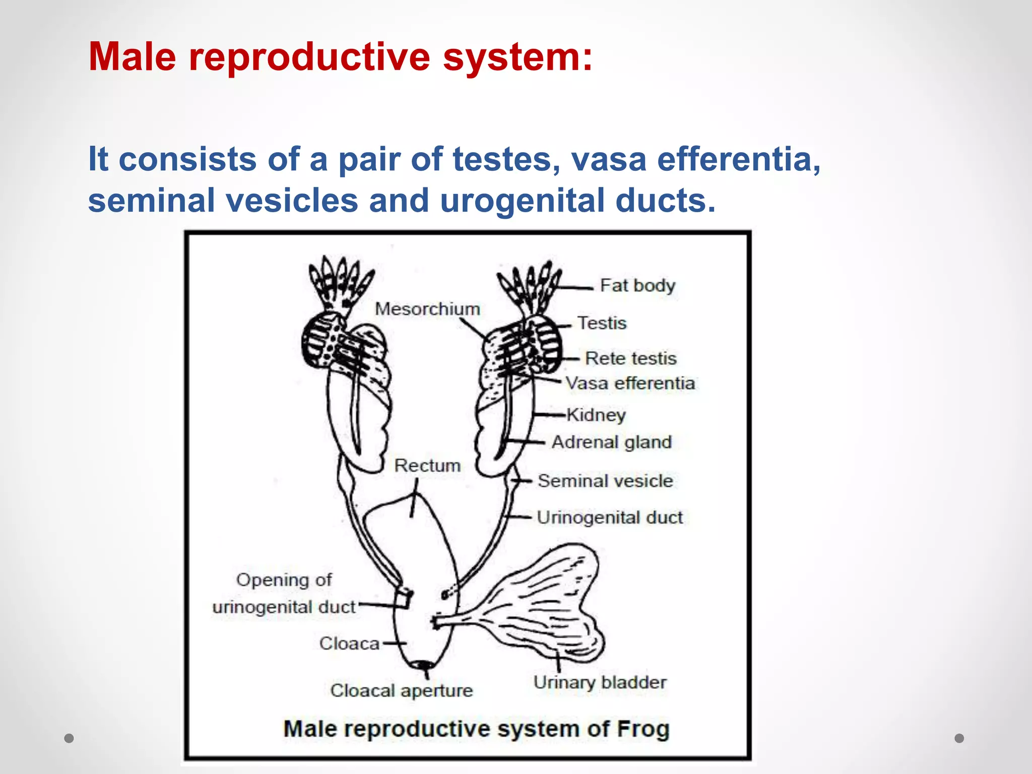 Detailed study of frog (rana tigrina) | PPTX