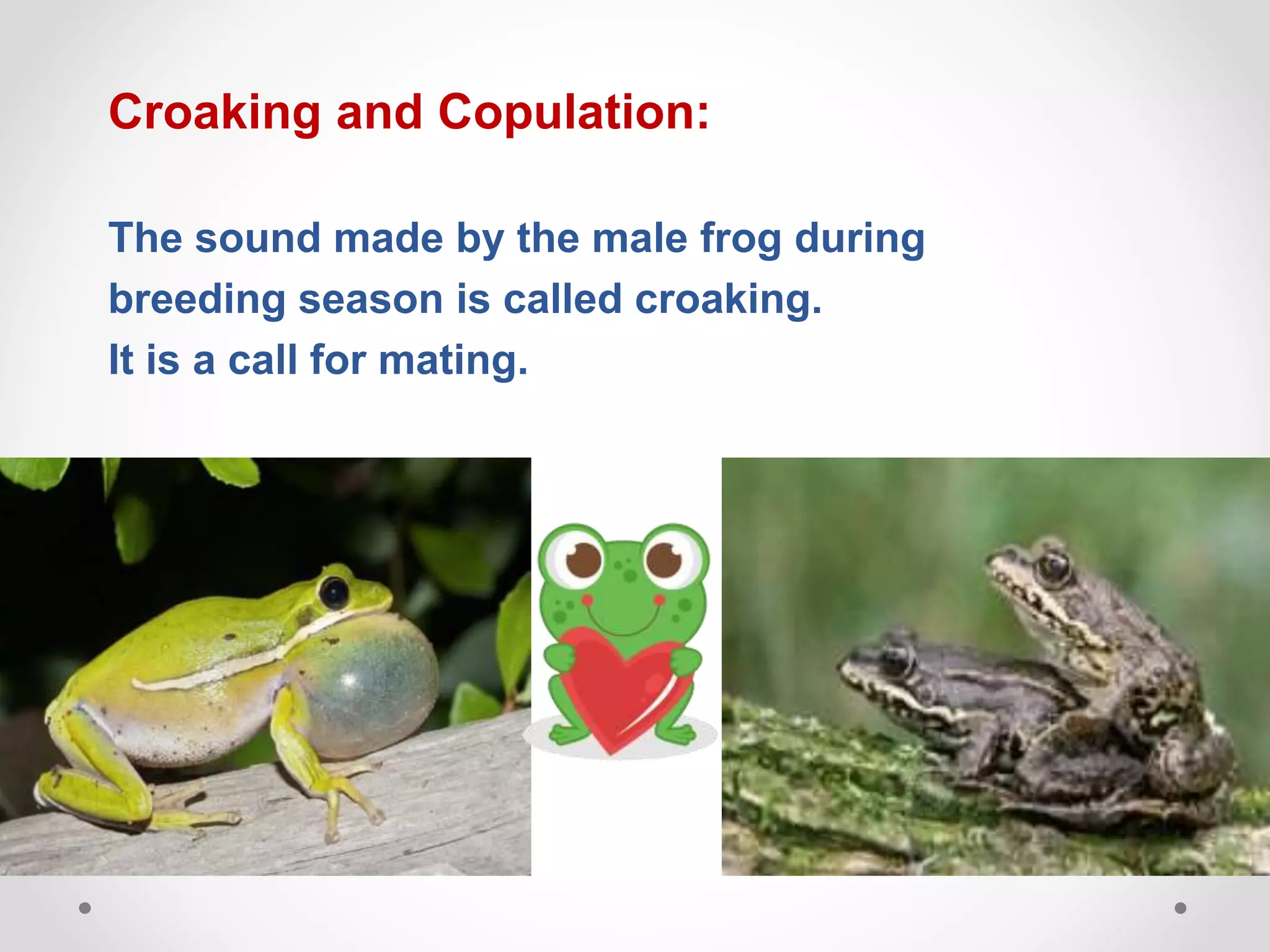 Detailed study of frog (rana tigrina) | PPTX