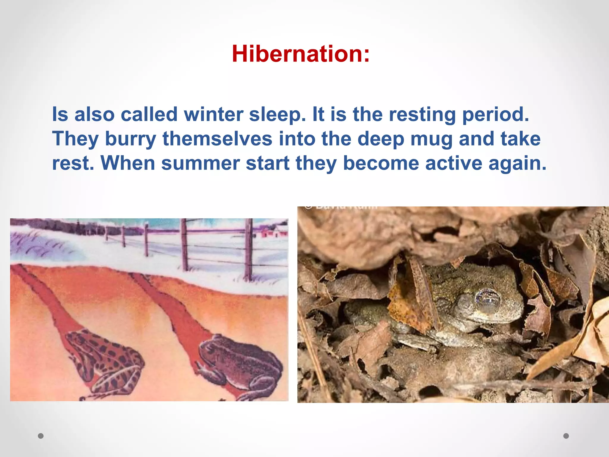 Detailed study of frog (rana tigrina) | PPTX