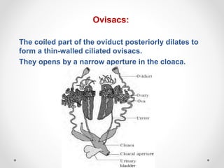 Detailed study of frog (rana tigrina) | PPTX