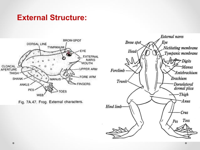 Detailed study of frog (rana tigrina)