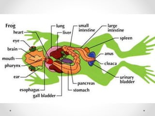 Frog Gallbladder Diagram