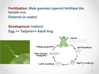 Detailed study of frog (rana tigrina) | PPT