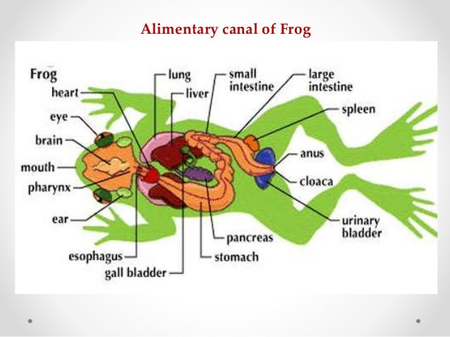 Detailed study of frog (rana tigrina)