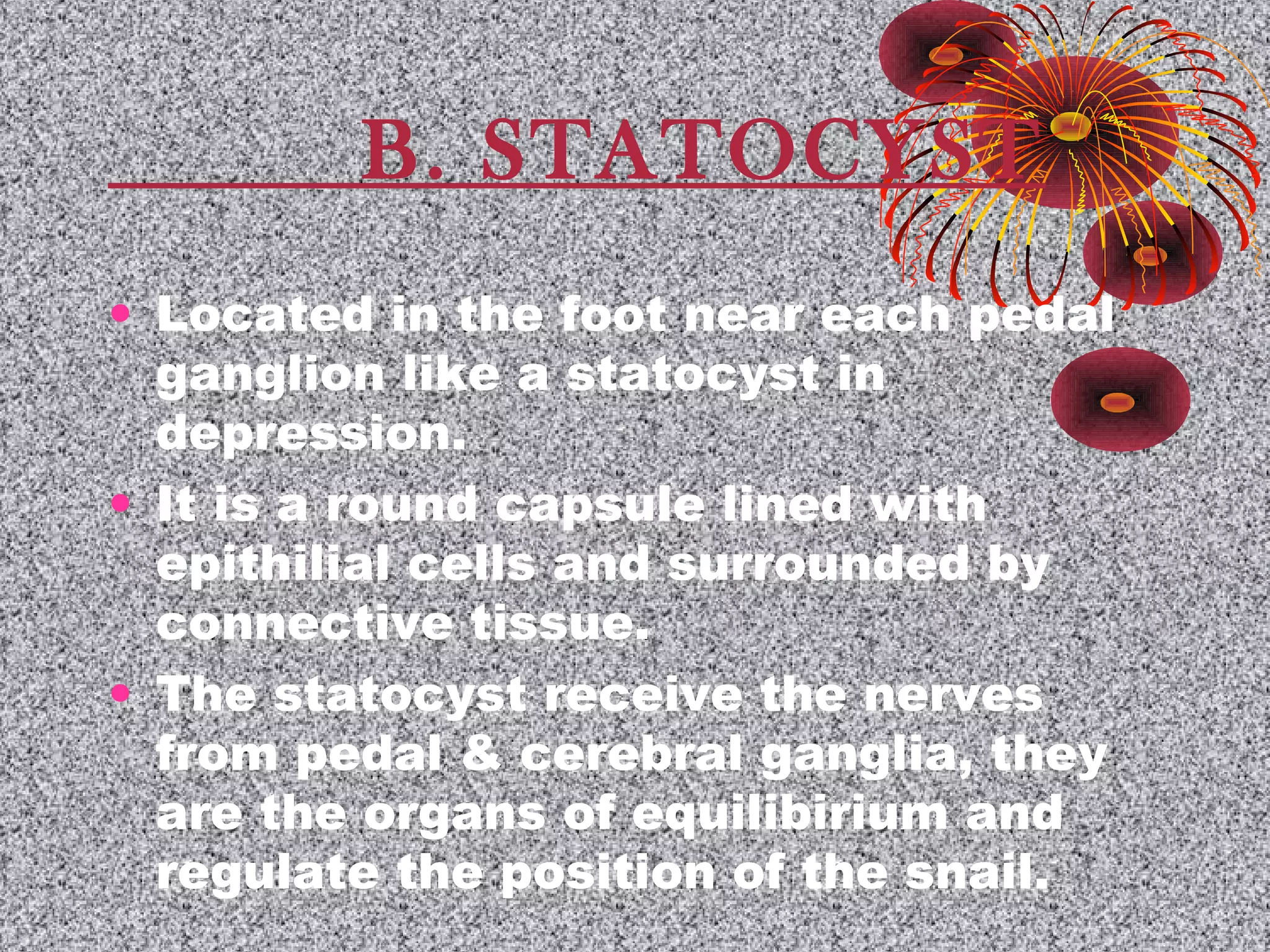Detailed study of pila | PPT