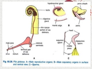 Detailed study of pila | PPT