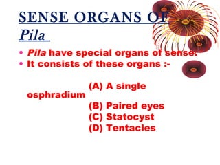 Detailed study of pila | PPT