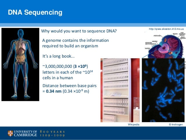 Detecting single molecules and sequencing DNA