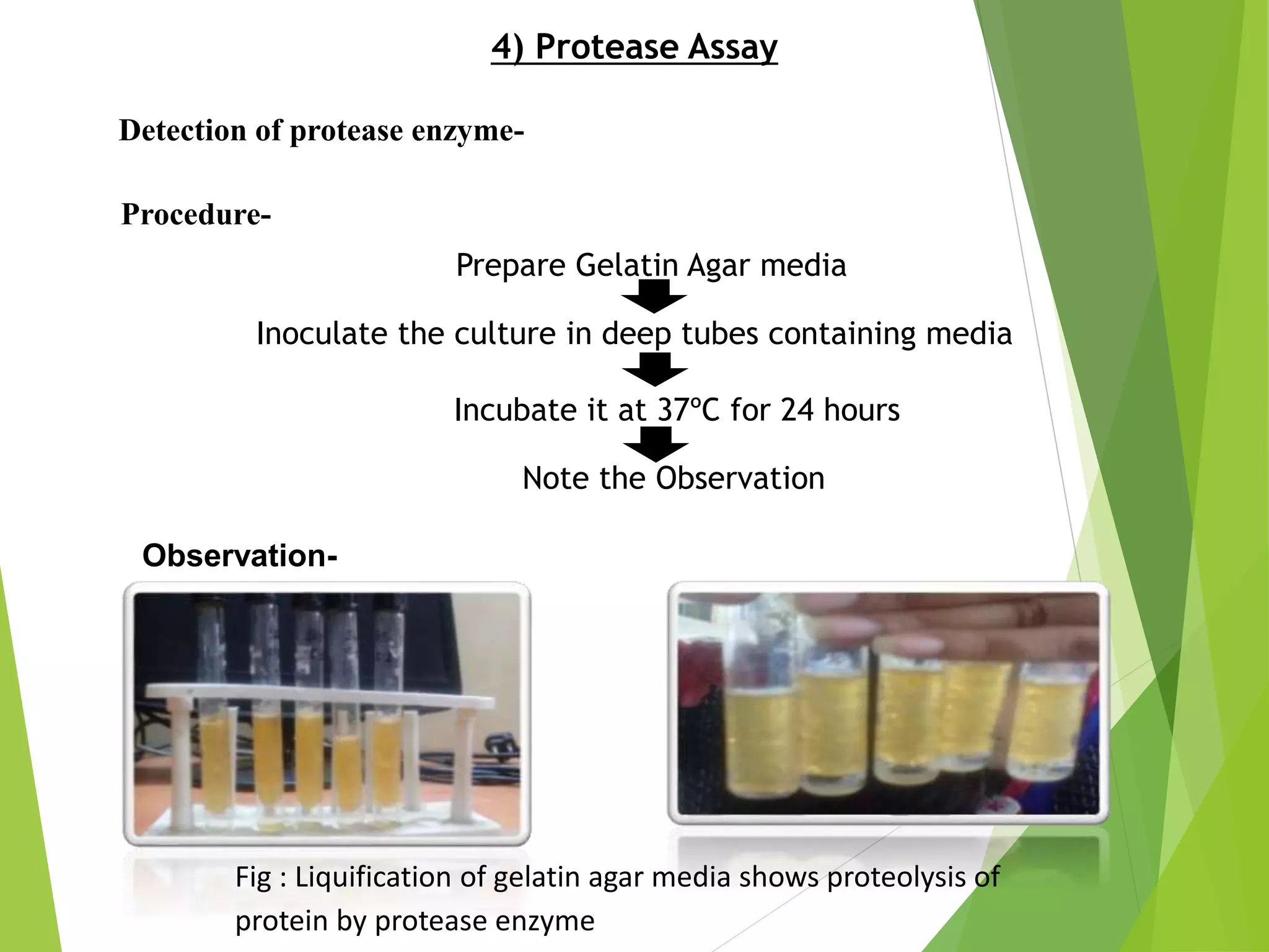 Detection of alpha amylase and protease enzyme | PPTX