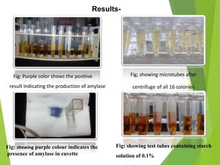 Detection of alpha amylase and protease enzyme | PPTX