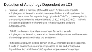 Detection of autophagy | PPTX | Biological Sciences | Science