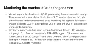 Detection of autophagy | PPT