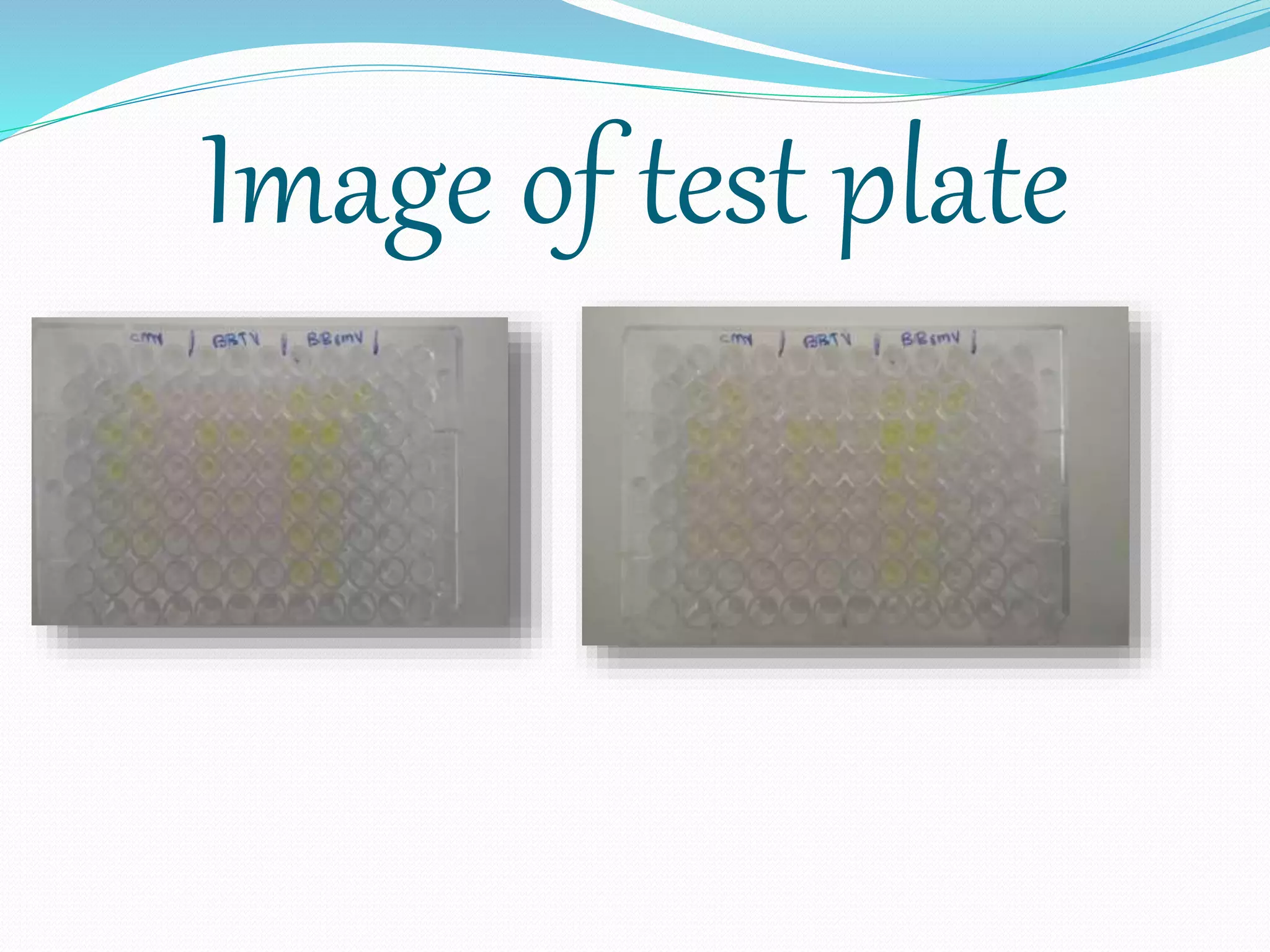 Detection of banana viruses in weed plants through dac elisa | PPTX