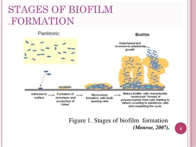Detection Of Biofilm