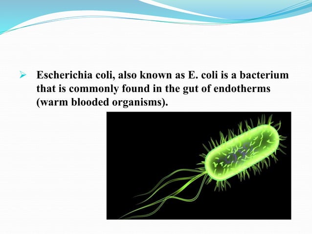 Detection of escherichia coli in water2 | PPT