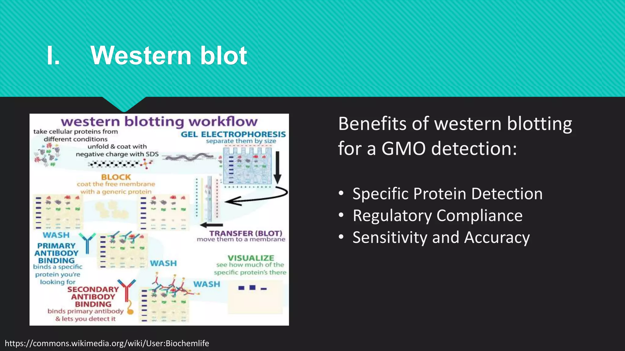 Detection of GMOs from foods using rDNA technology.pptx