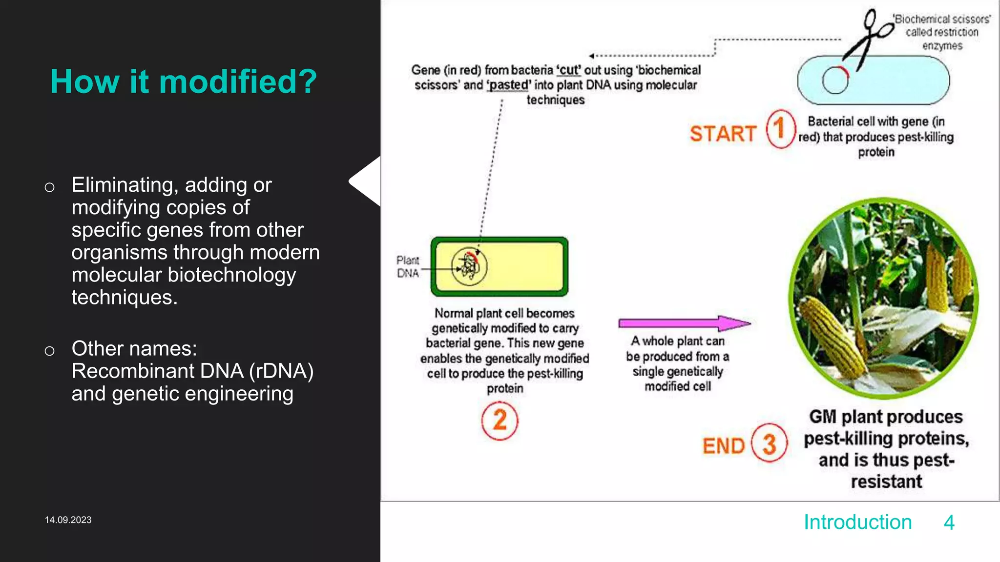 Detection of GMOs from foods using rDNA technology.pptx