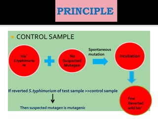 Detection of mutation by ames test | PPTX