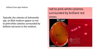 Detection of pathogens (Salmonella)-3.pptx