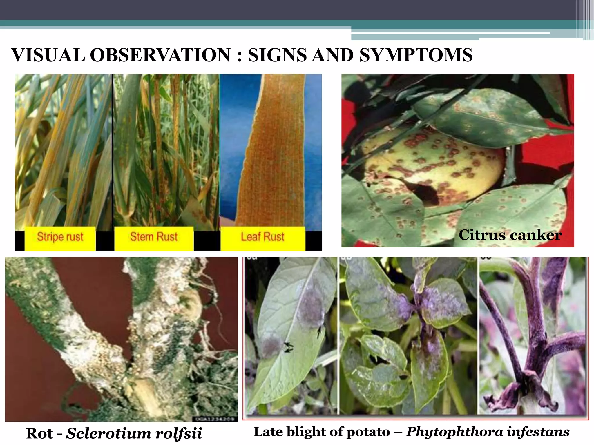 detectionofplantpathogen-200311165408.pdf