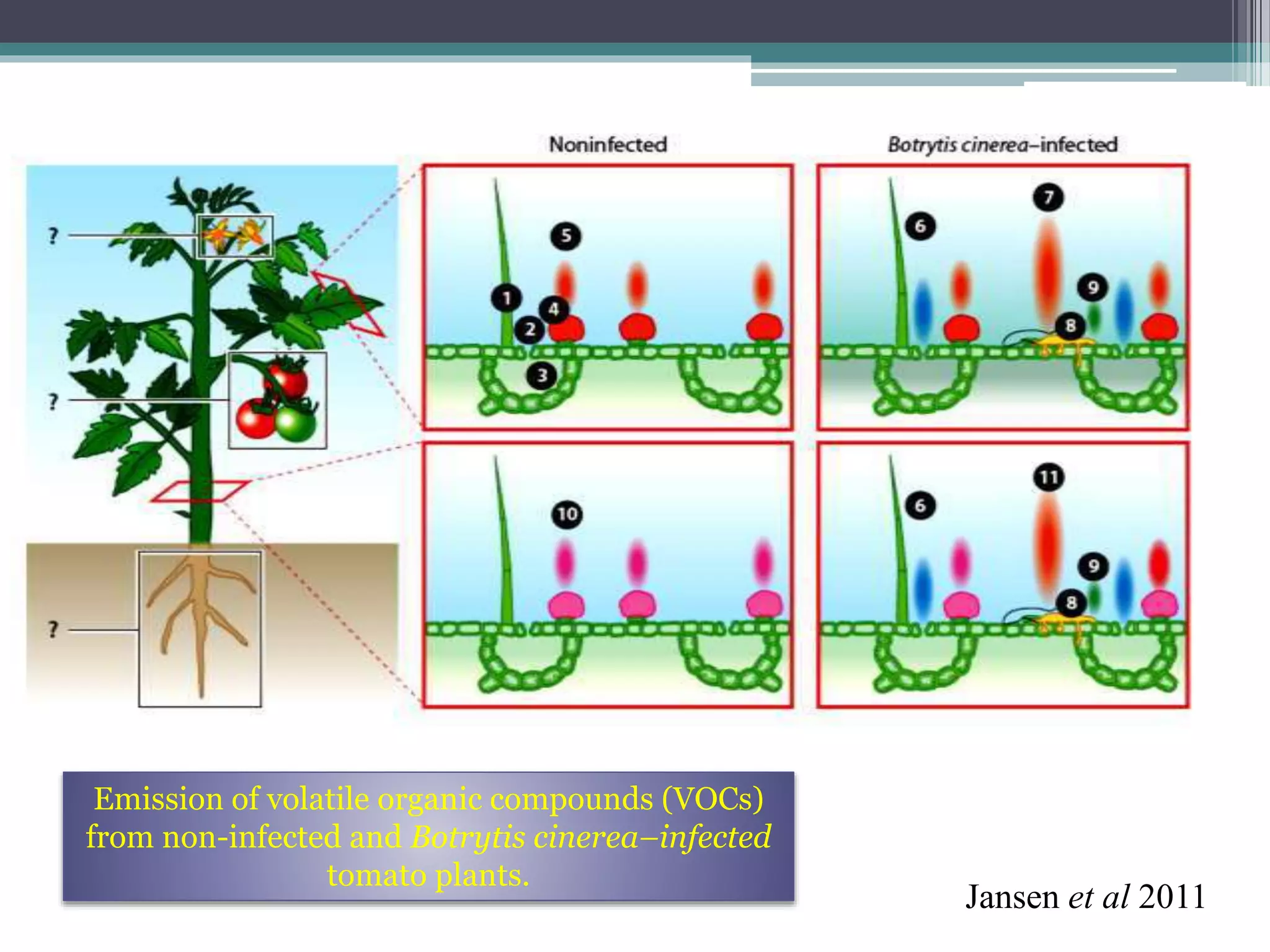 Detection of plant Pathogens | PPTX