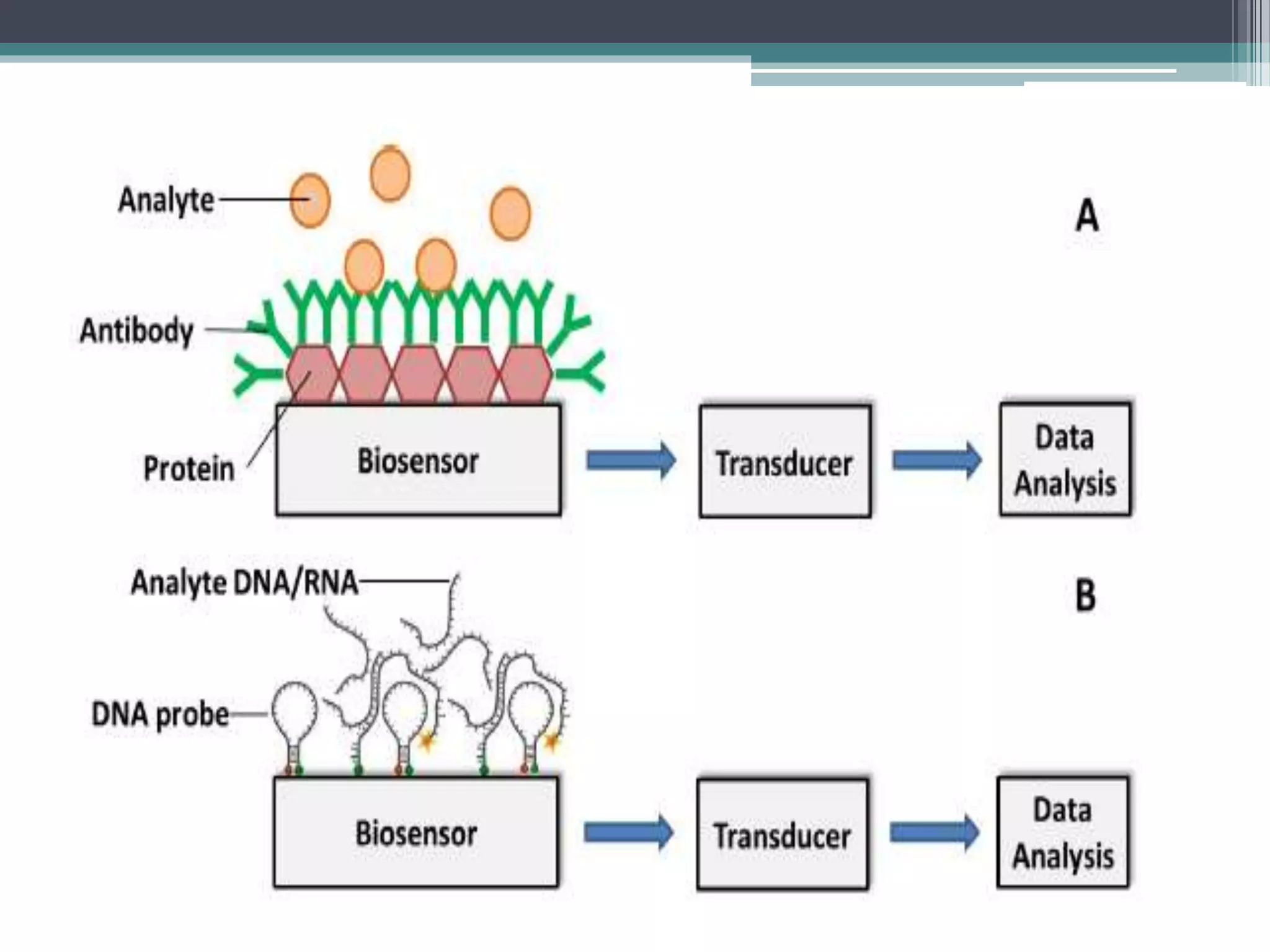 Detection of plant Pathogens | PPTX