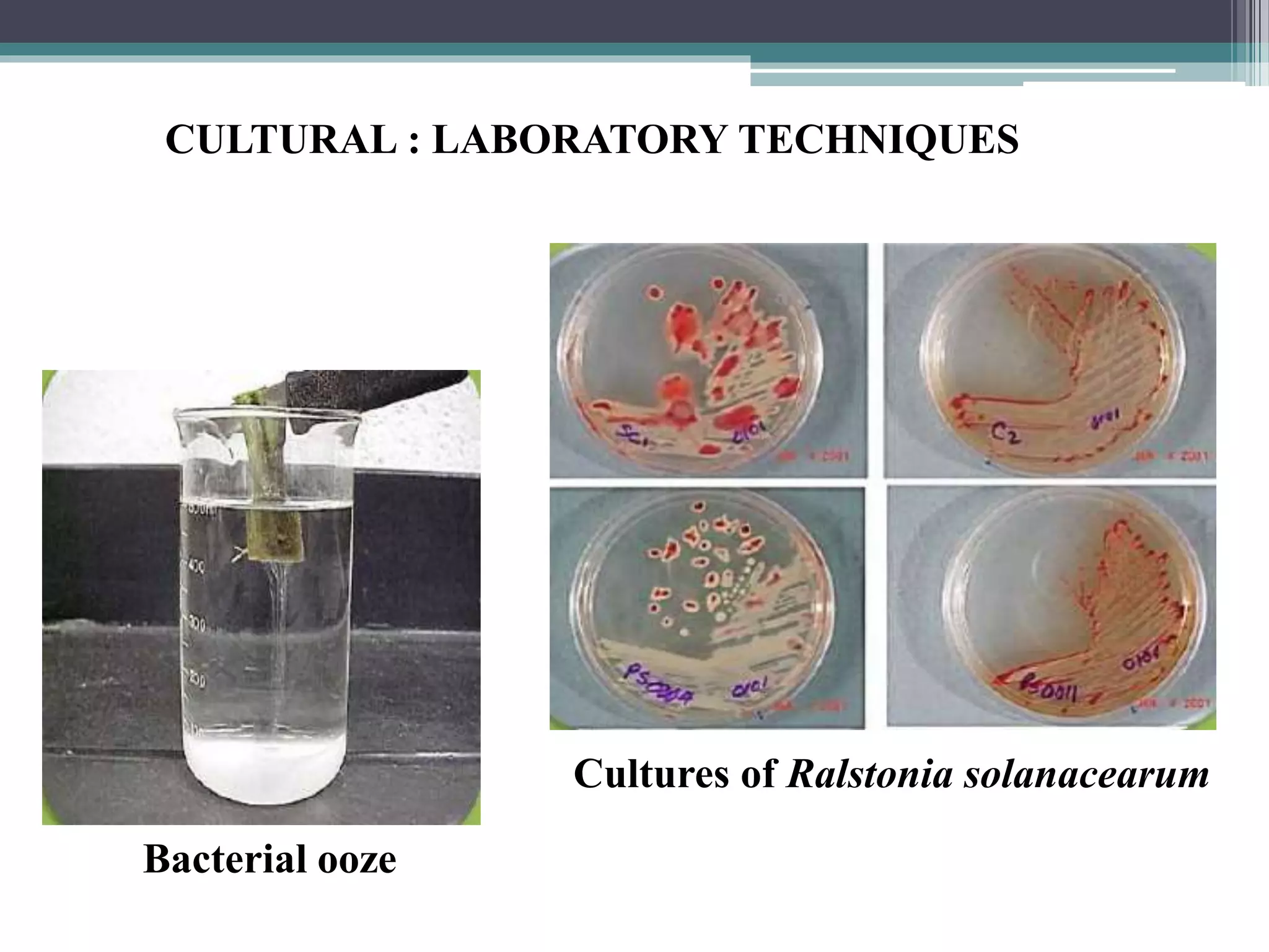 Detection of plant Pathogens | PPTX