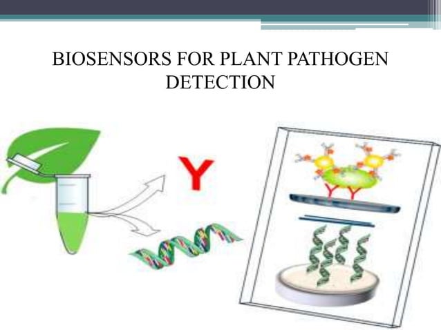 Detection of plant Pathogens | PPTX | Gardening | Home & Garden