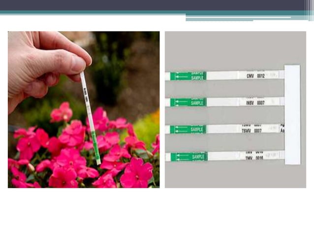 Detection of plant Pathogens | PPTX | Gardening | Home & Garden